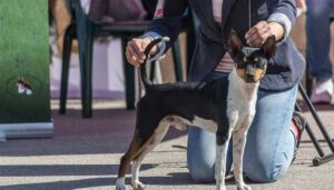 Ratonero Valenciano ••ᐅ Morfologia, Carácter y Cuidados