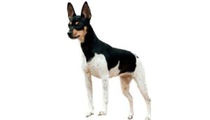 Ratonero Valenciano ••ᐅ Morfologia, Carácter y Cuidados